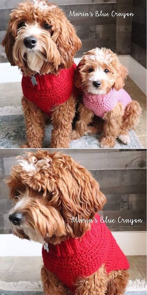 20 Best Crochet Dog Sweaters - Your Crochet
